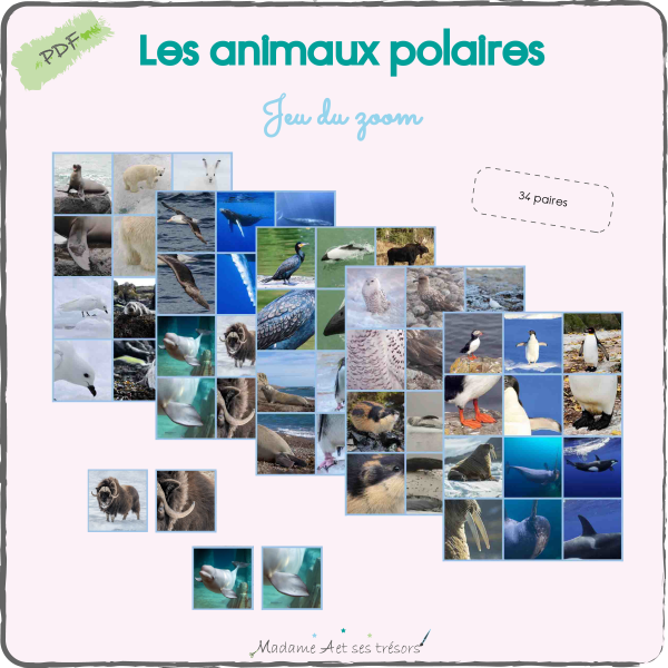 Les animaux polaires – Jeu du zoom